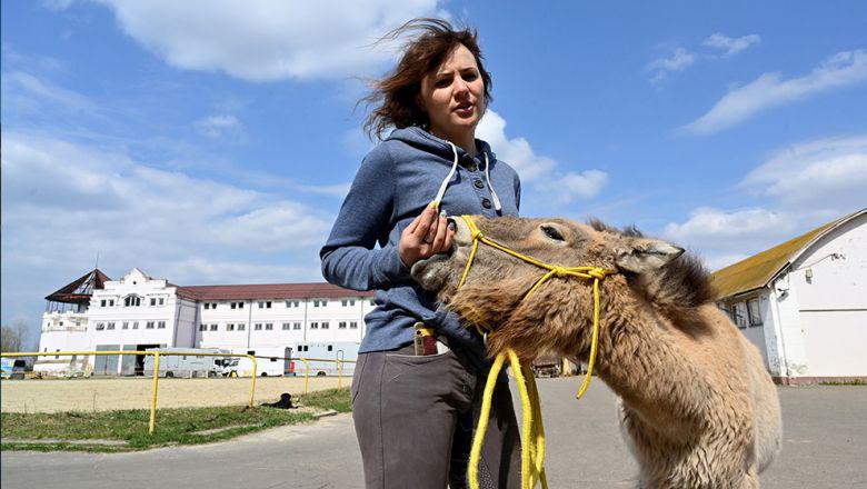 Wild horses flourish in Chernobyl 35 years after explosion - Cambodia ...