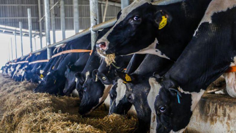 Kirisu Farm targets 12K litres of milk a day - Cambodia News Watch