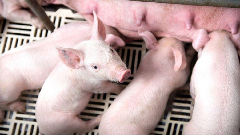 Kingdom imports nearly 2,500 young GF24 sows from Vietnam - Cambodia ...