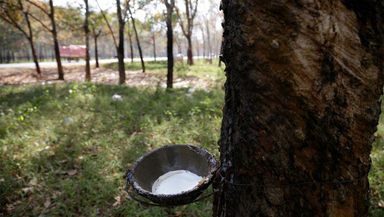 Nearly $100M logged in Jan-Apr rubber exports - Cambodia News Watch
