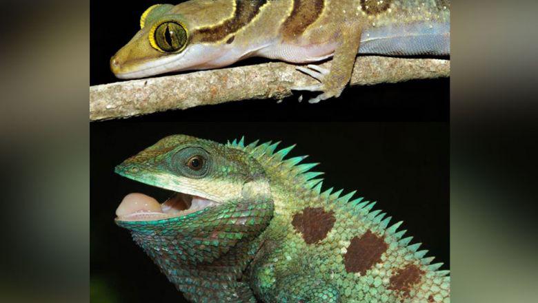 Two lizard species discovered in Siem Reap’s Phnom Kulen Park ...