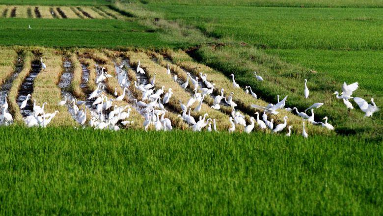 Kingdom helps in DSR rice project - Cambodia News Watch