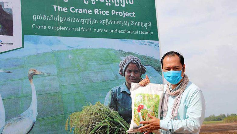 Rice project aids farmers, shelters rare bird species - Cambodia News Watch