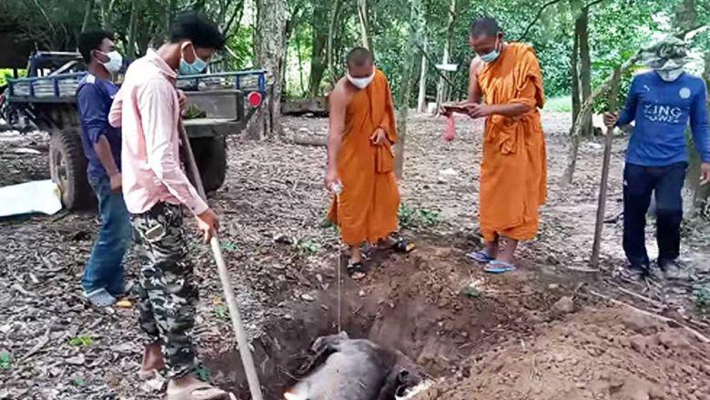 Poaching problems threaten Kingdom’s sanctuary species - Cambodia News ...