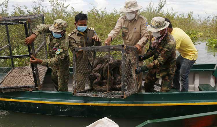 Pythons released back into nature - Cambodia News Watch