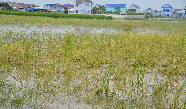 73,417 hectares of rice fields affected by floods in 10 months ...