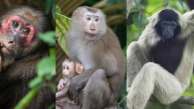 Endangered monkey numbers improve - Cambodia News Watch