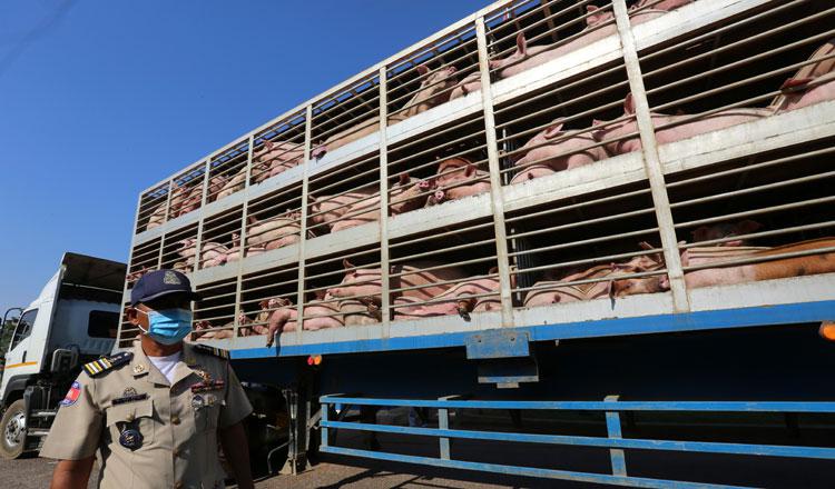 Local breeder arrested for smuggling in live pigs from Thailand amid ...
