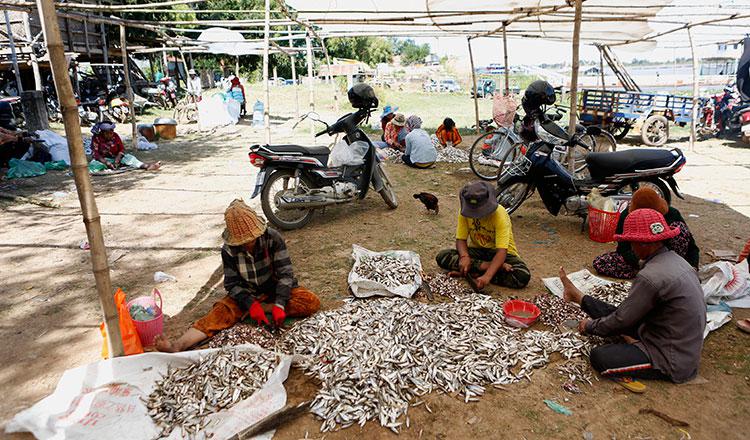 Fishing season at Tonle Sap River still good to make prahok - Cambodia ...