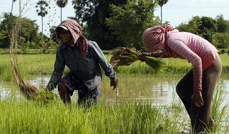ADB provides $6.8 million to boost tourism sector and rice production ...