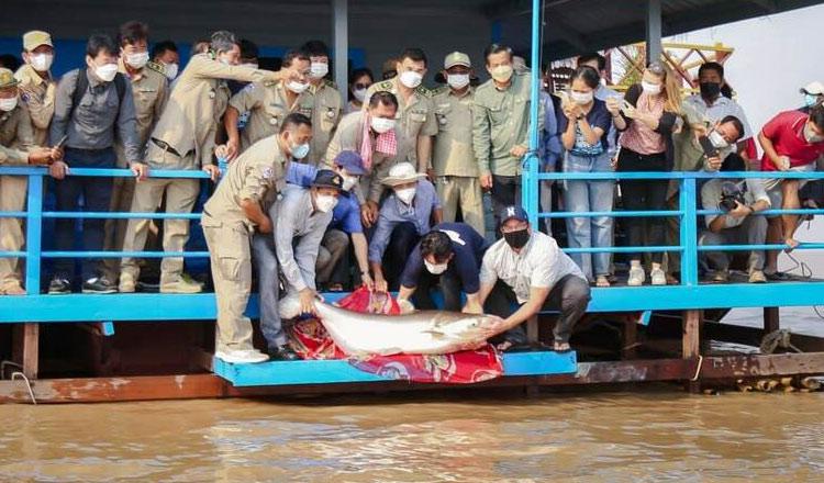 World’s largest freshwater fish released into Tonle Sap Lake - Cambodia ...