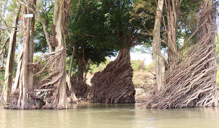 Concern over damage to trees at Koh Han tourism sites - Cambodia News Watch