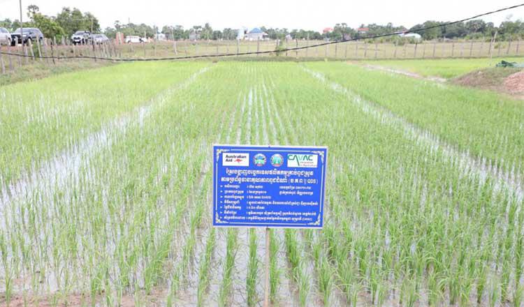 Australia strengthens rice seed quality in Cambodia - Cambodia News Watch