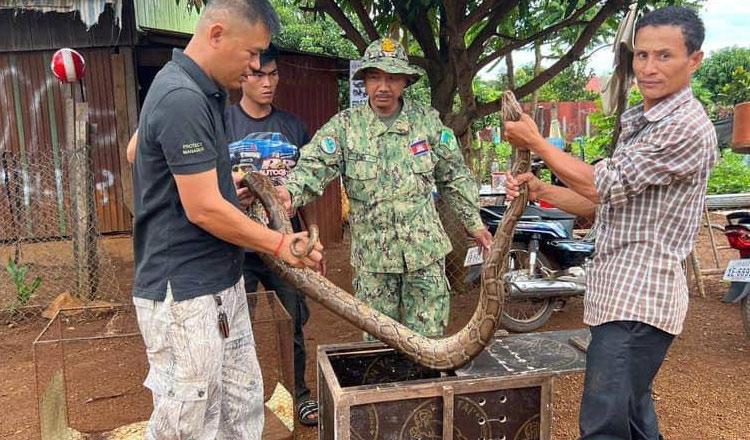 ‘Massive’ python captured by Cambodian farmer - Cambodia News Watch