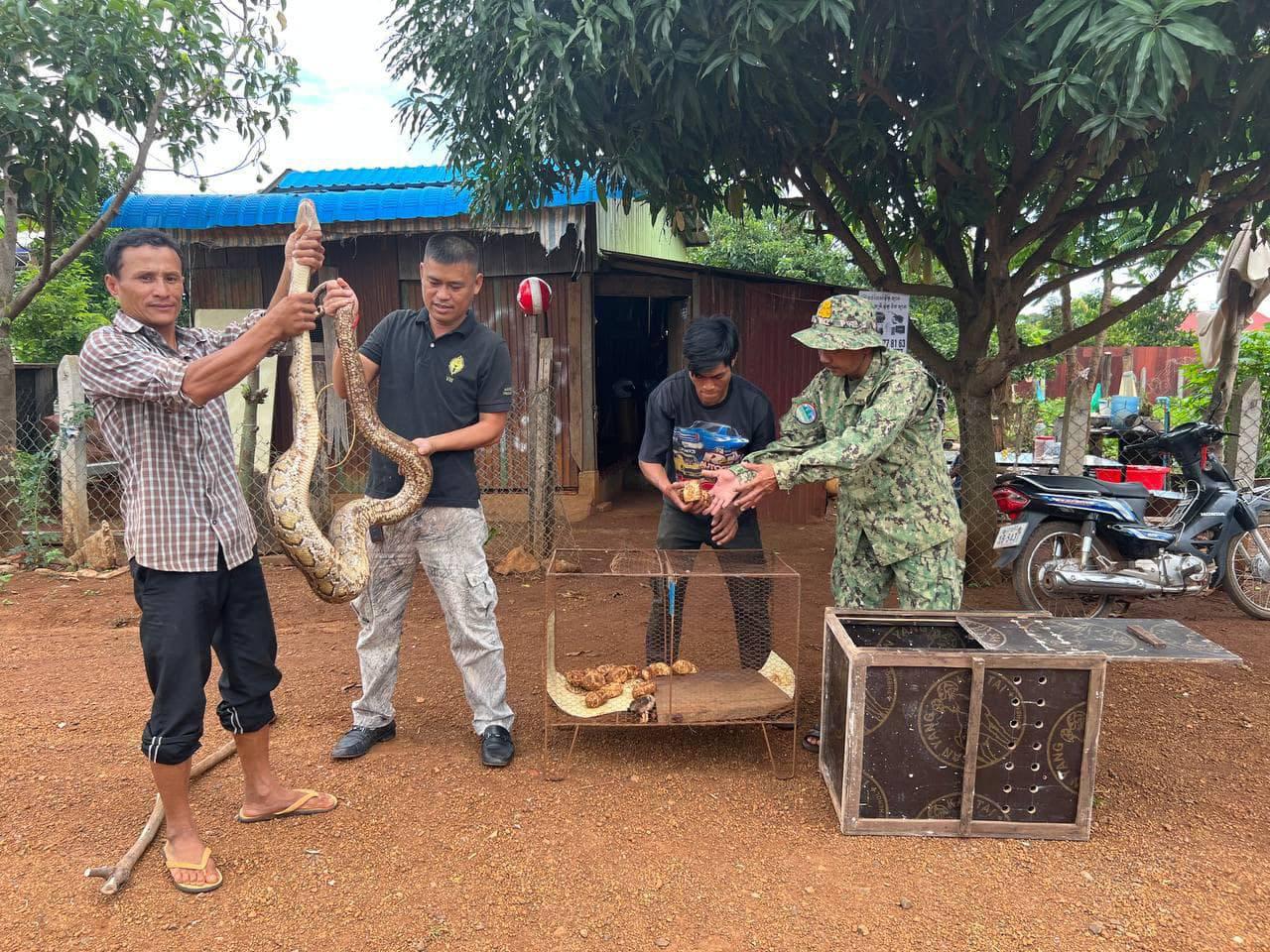 ‘Massive’ python captured by Cambodian farmer - Cambodia News Watch