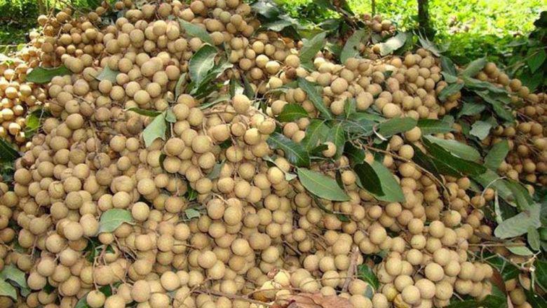 Longan exports to China expected in September - Cambodia News Watch