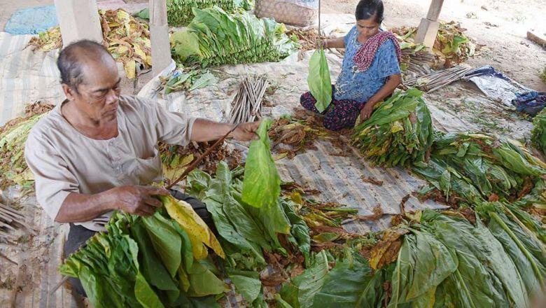 Tobacco exports smoke 2021 pace at 4.8K tonnes in Jan-Jul - Cambodia ...