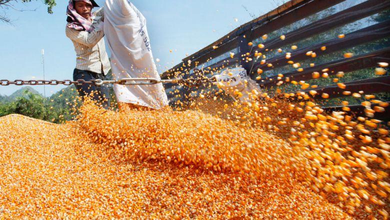 Kingdom all clear to ship corn to China after Beijing authorises first ...