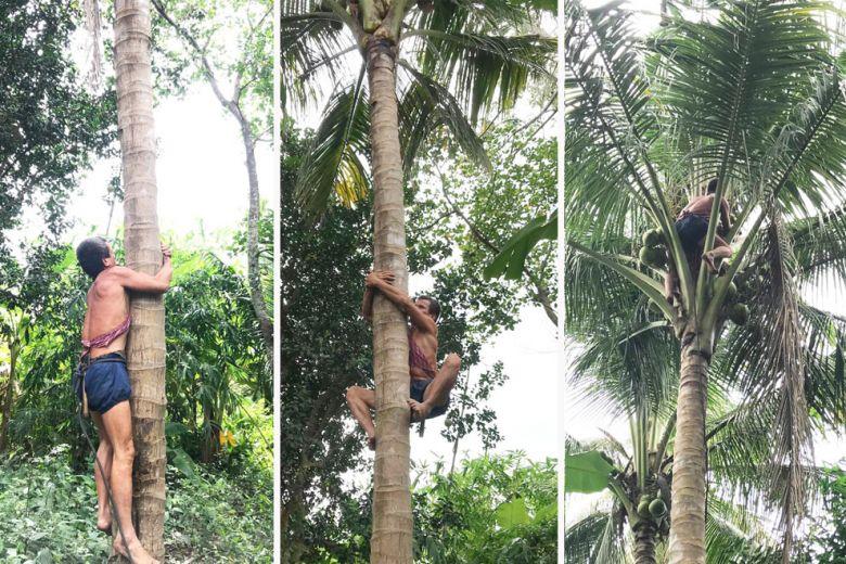 Blind coconut picker considers retirement - Cambodia News Watch