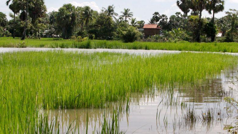 PM orders inspection of flooded rice fields - Cambodia News Watch