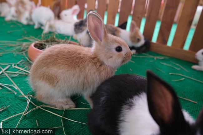 Cambodia's first large rabbit farm with more than 1,000 rabbits (video ...