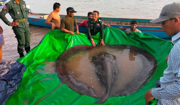 World’s largest freshwater fish has tracking devices installed ...
